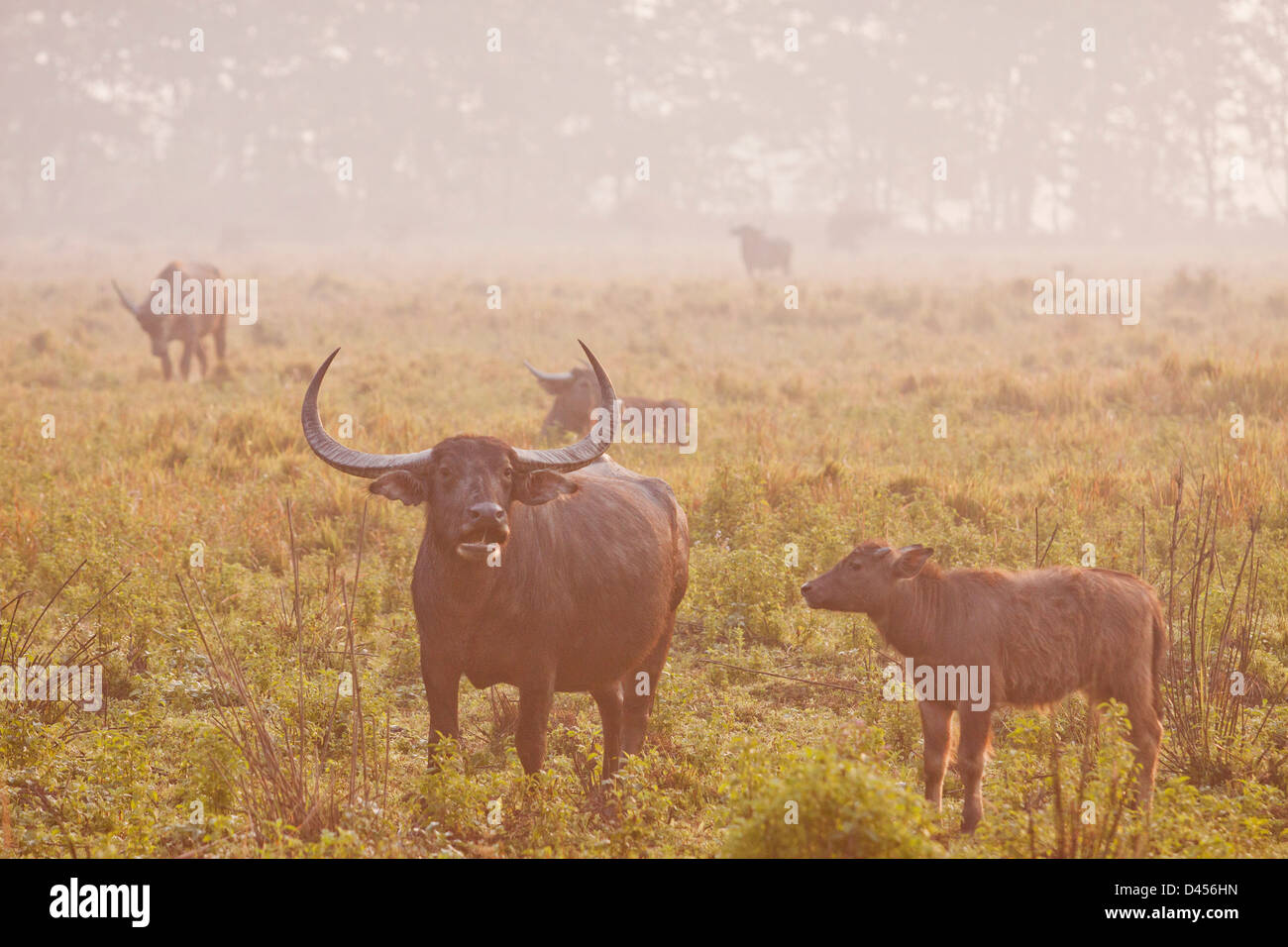 Indian water buffalo young hi-res stock photography and images - Alamy