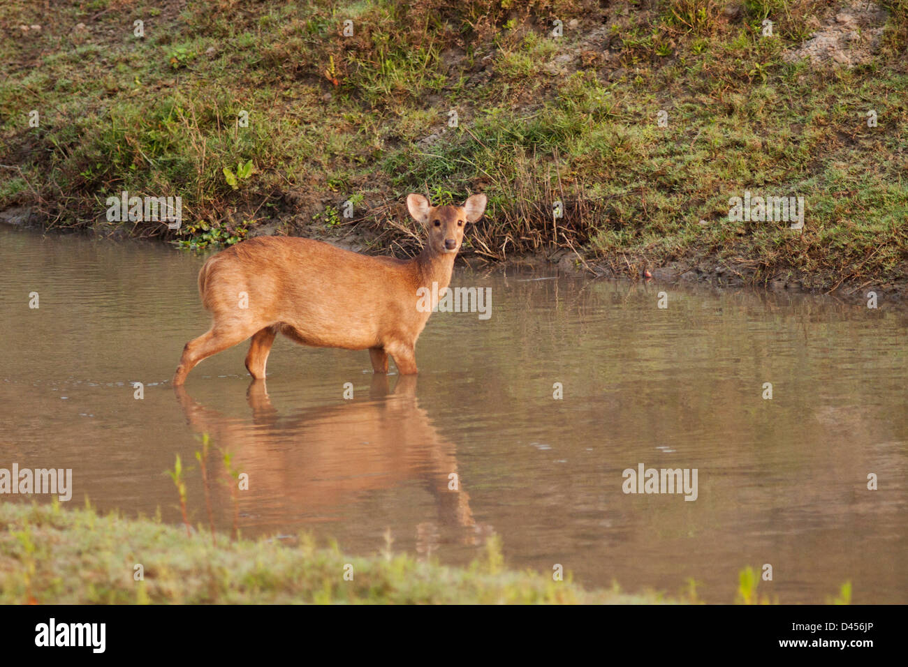 Deer in kaziranga national park hi-res stock photography and images - Alamy