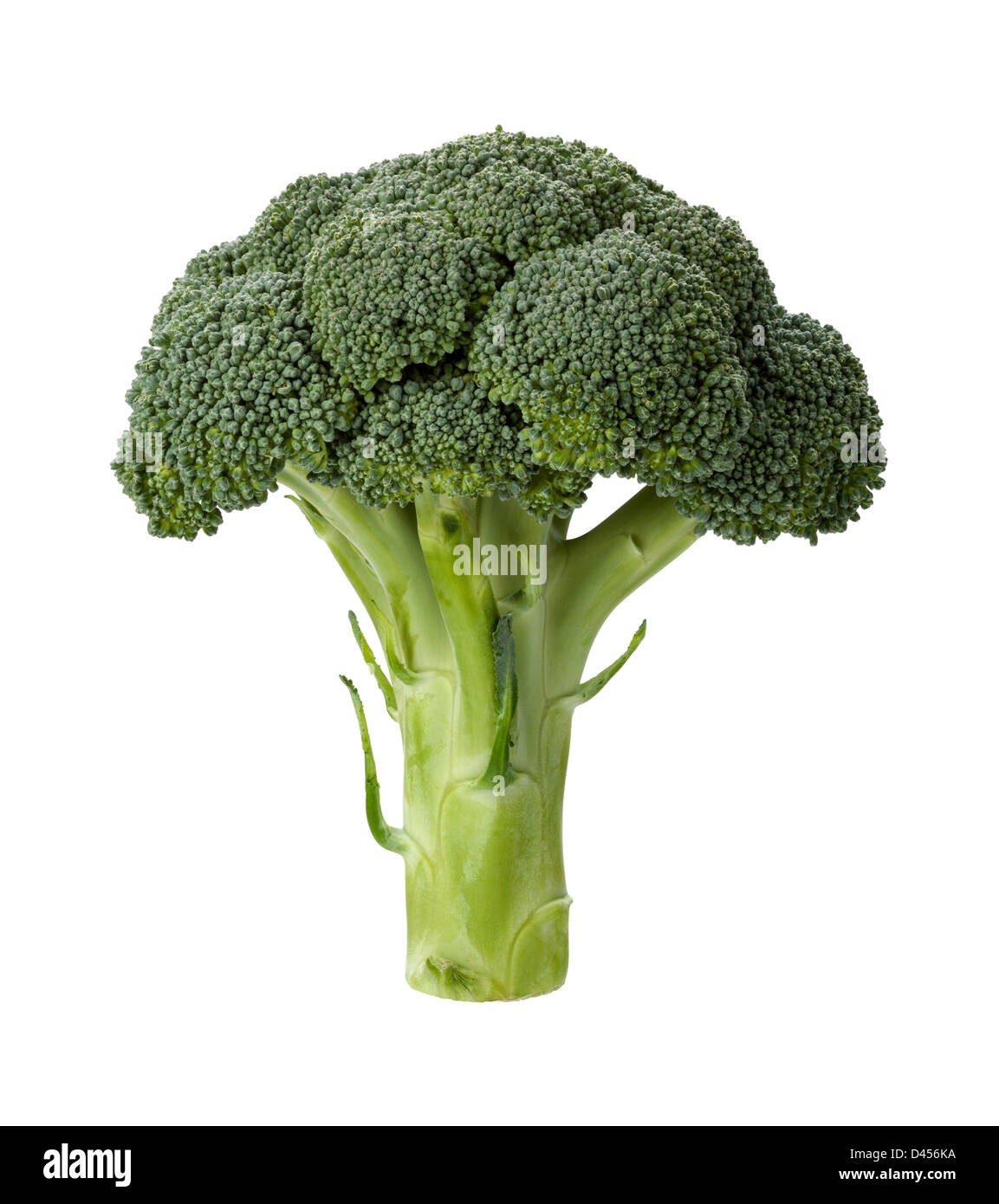 Broccoli isolated on a clean white background Stock Photo - Alamy