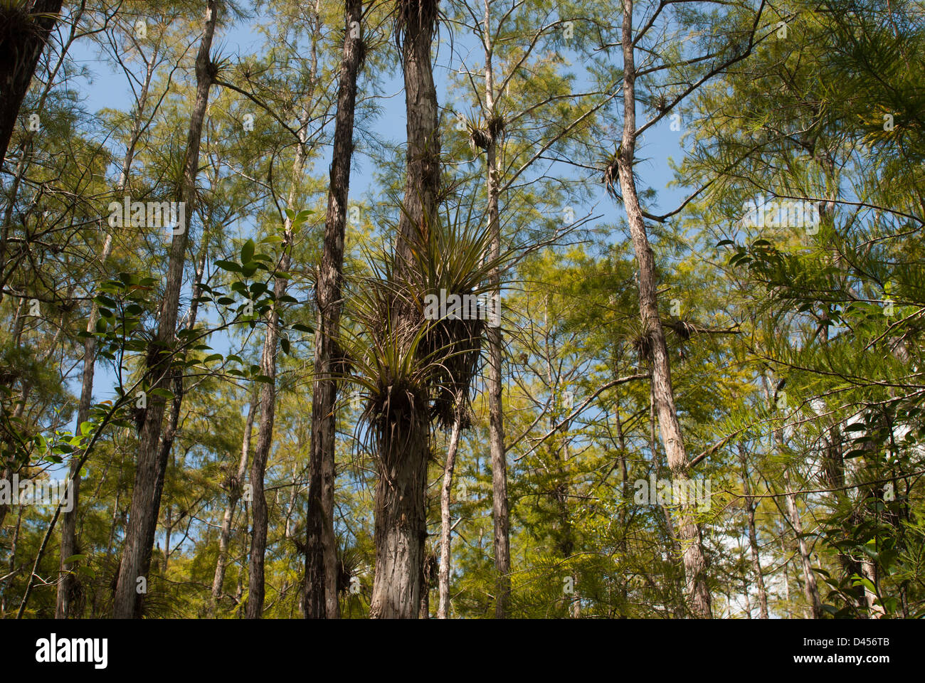 Canopy of a cypress dome in the Big Cypress Swamp of Florida Stock ...
