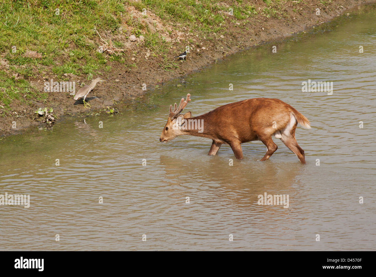 Swamp Deer crossing the river Stock Photo - Alamy