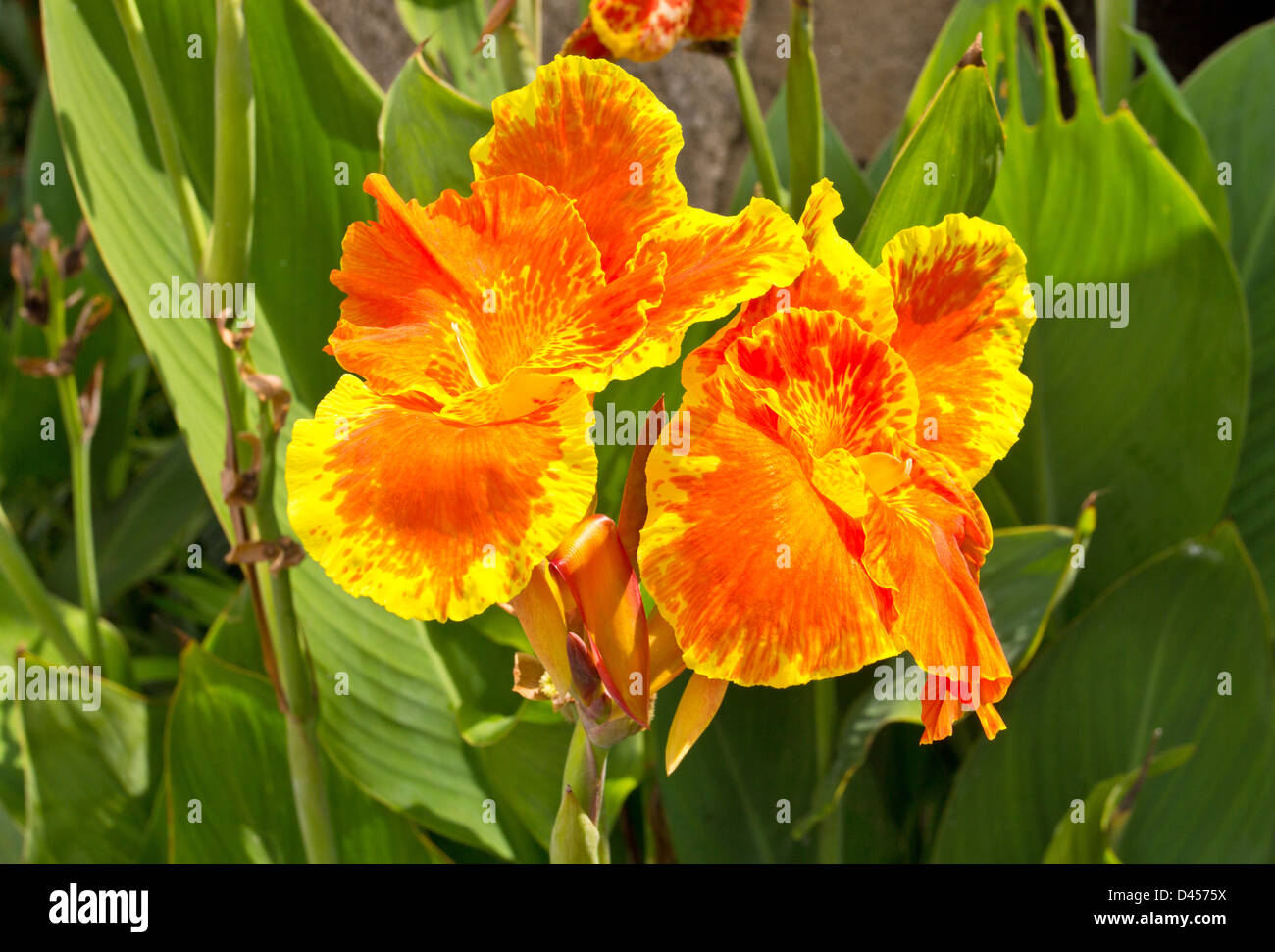 CANNA PLANTS IN BLOOM Stock Photo - Alamy