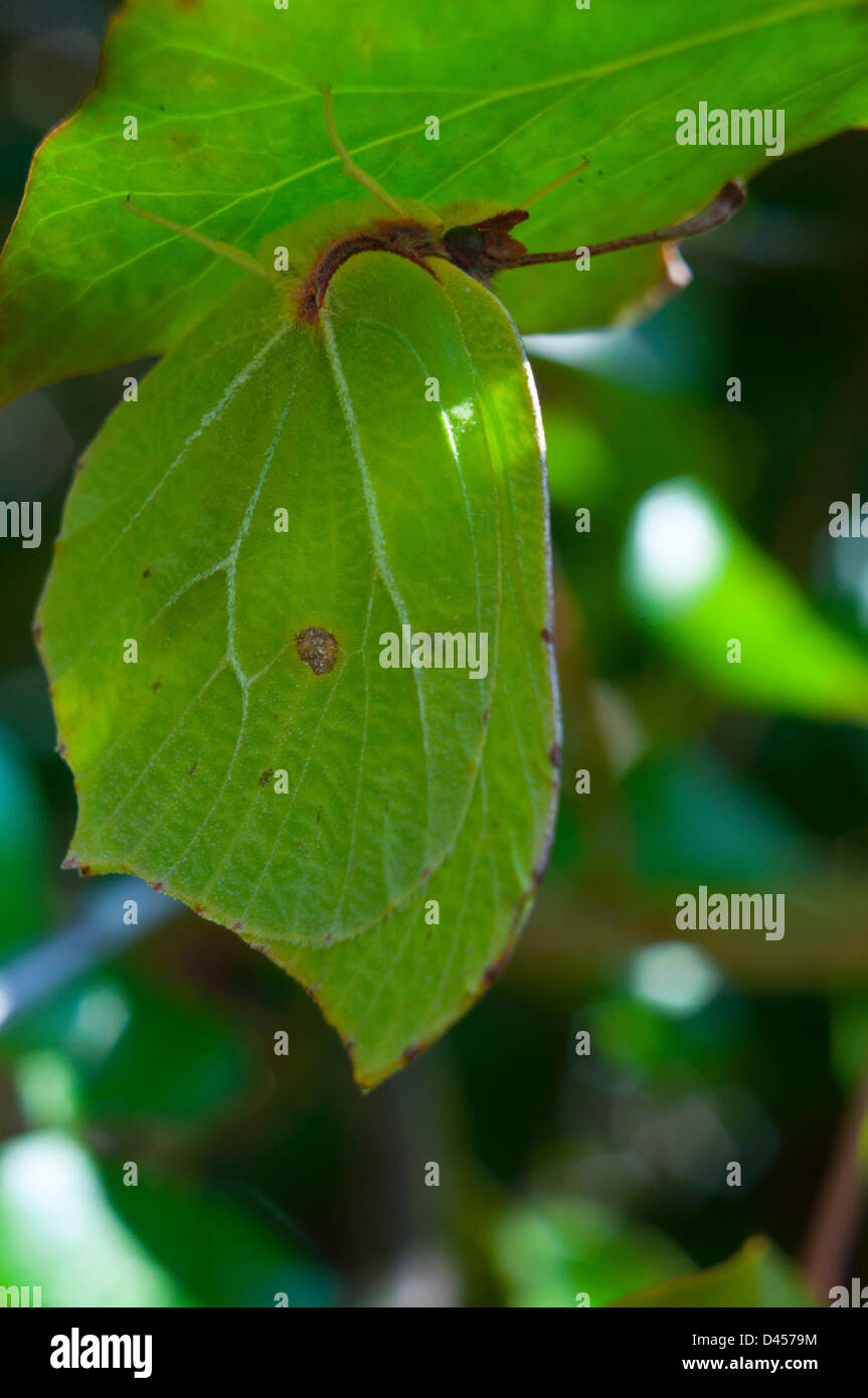 Leaf like butterfly hi-res stock photography and images - Alamy
