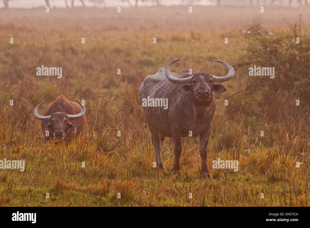 Wild buffalos in the open country Stock Photo - Alamy