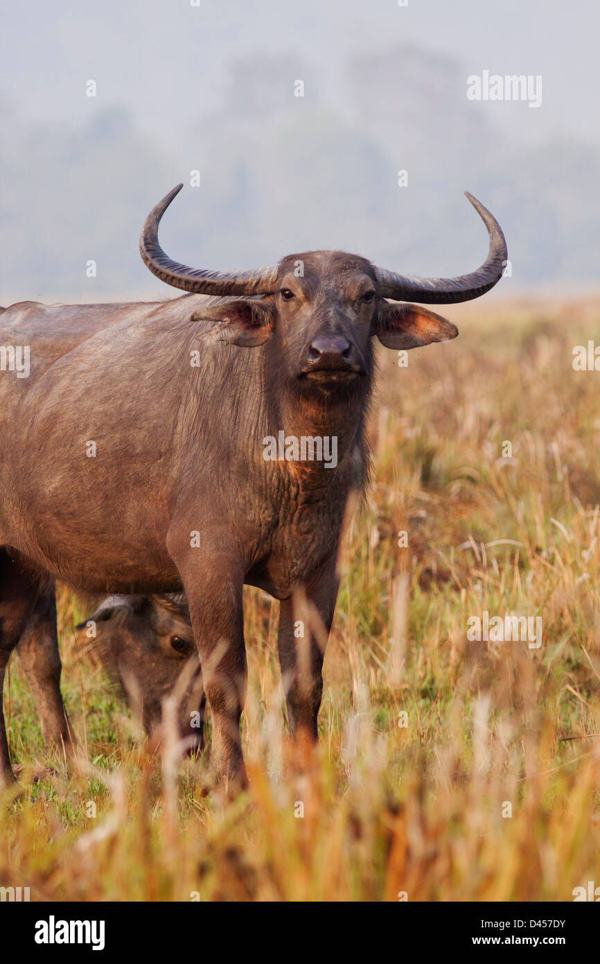 Wild buffalo in the grassland Stock Photo - Alamy
