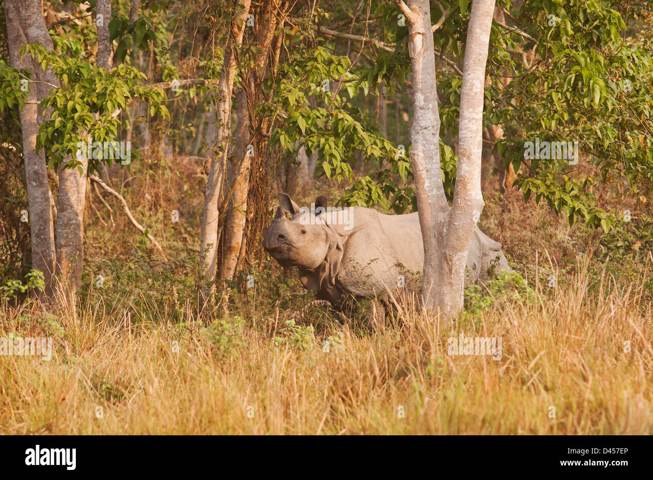 Indian Jungle Stock Photos & Indian Jungle Stock Images - Alamy