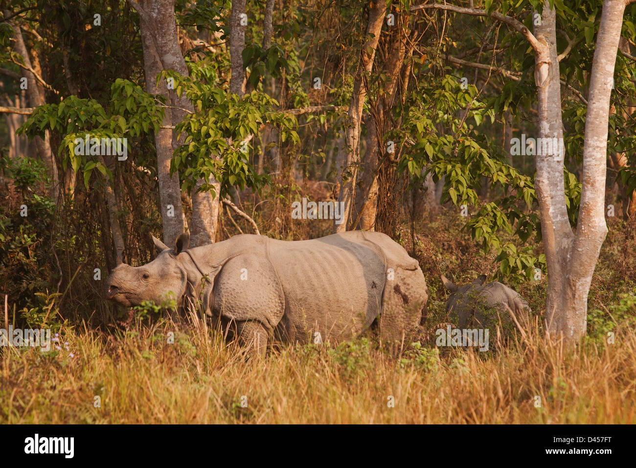 Indian jungle hi-res stock photography and images - Alamy