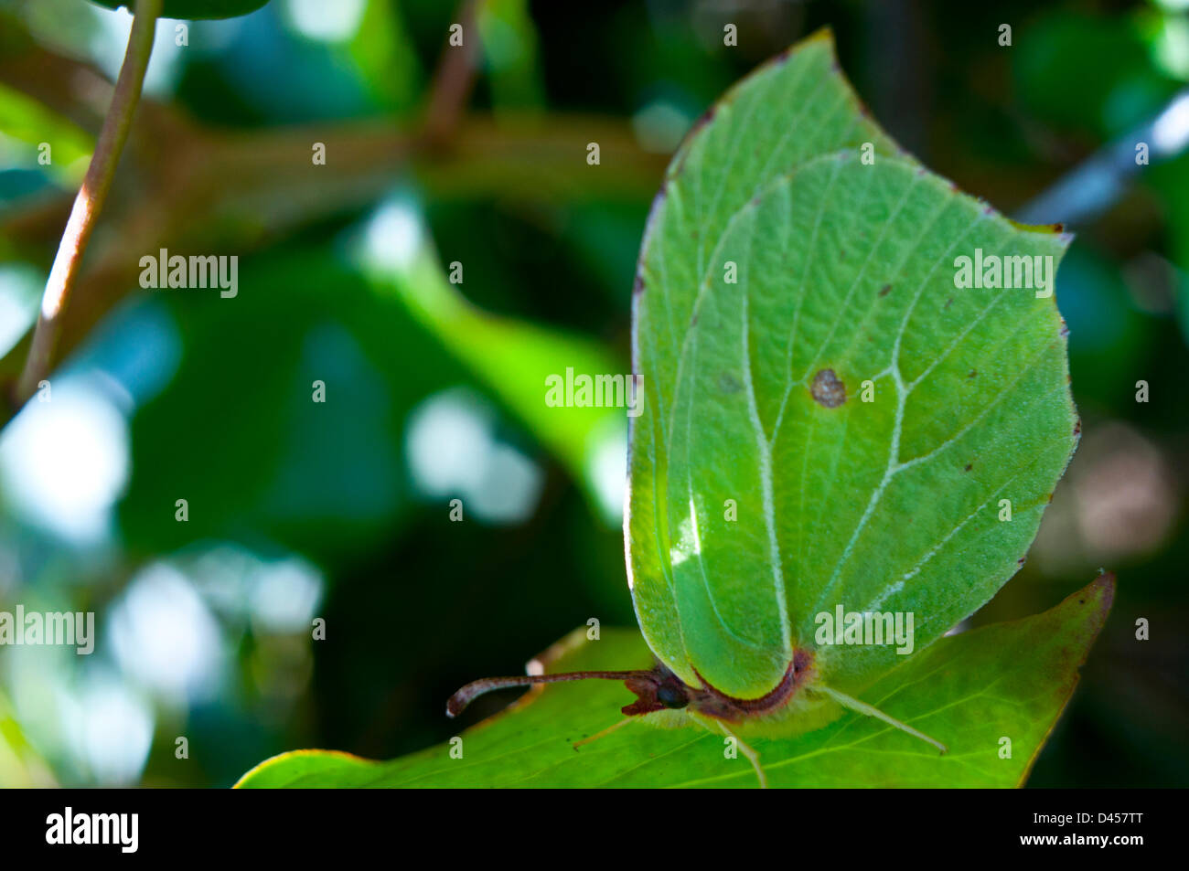 Leaf like butterfly hi-res stock photography and images - Alamy