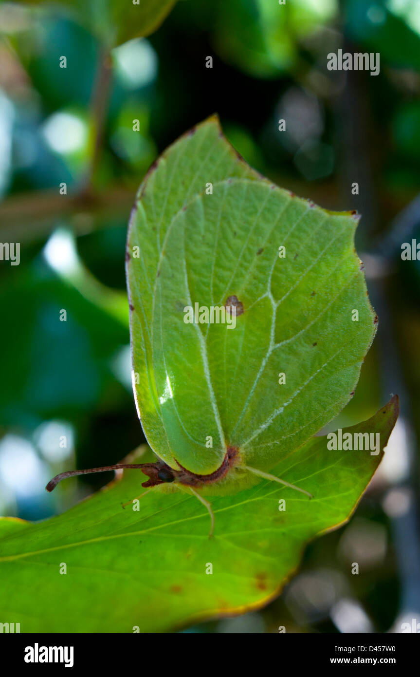 Leaf like butterfly hi-res stock photography and images - Alamy