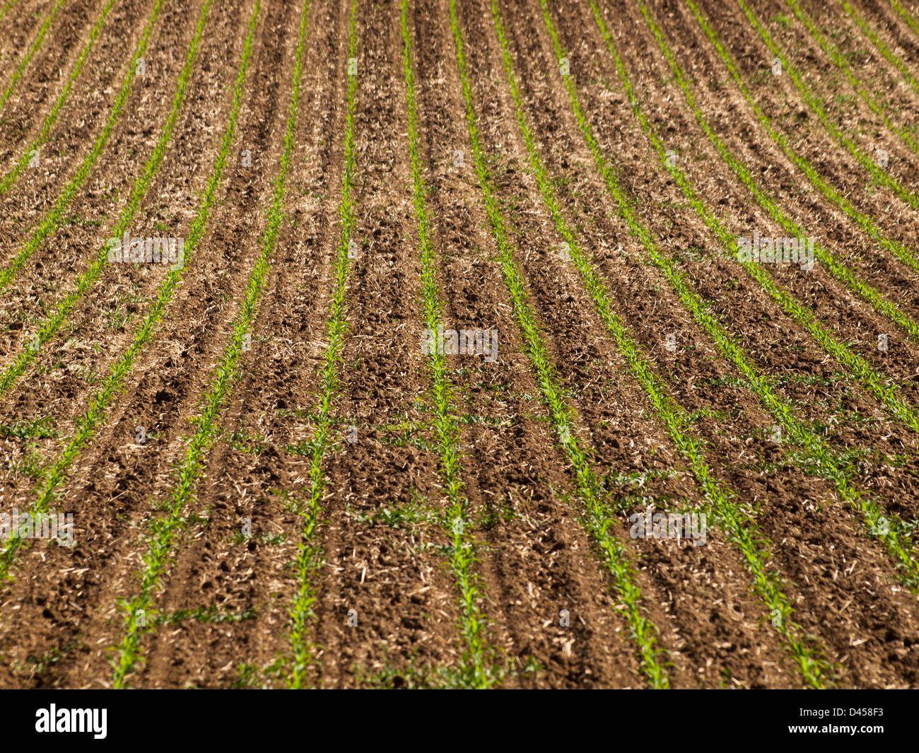 Colorado field of greens hi-res stock photography and images - Alamy