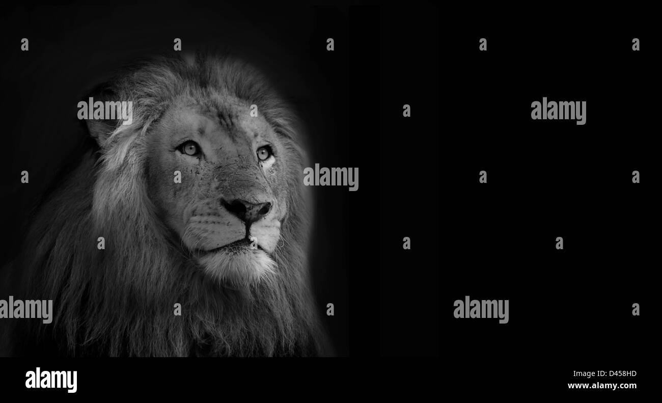 Lion face logo illustration hi-res stock photography and images - Alamy