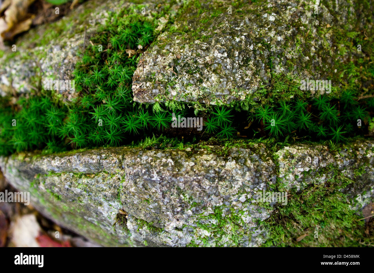 Moss creeping though cracks in a boulder, Baxter State Park, Maine ...