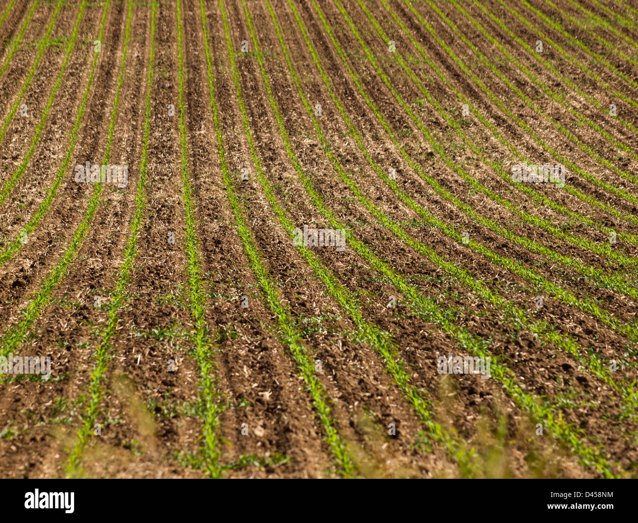 Colorado field of greens hi-res stock photography and images - Alamy