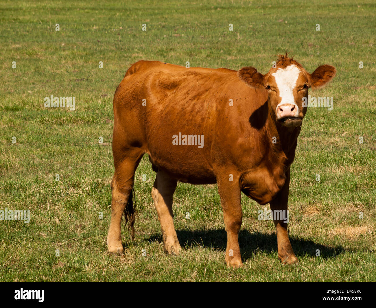 Orange cow grazing in green pasture Stock Photo - Alamy