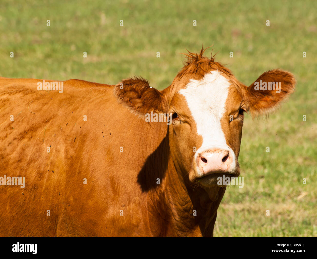 Orange cow grazing in green pasture Stock Photo - Alamy