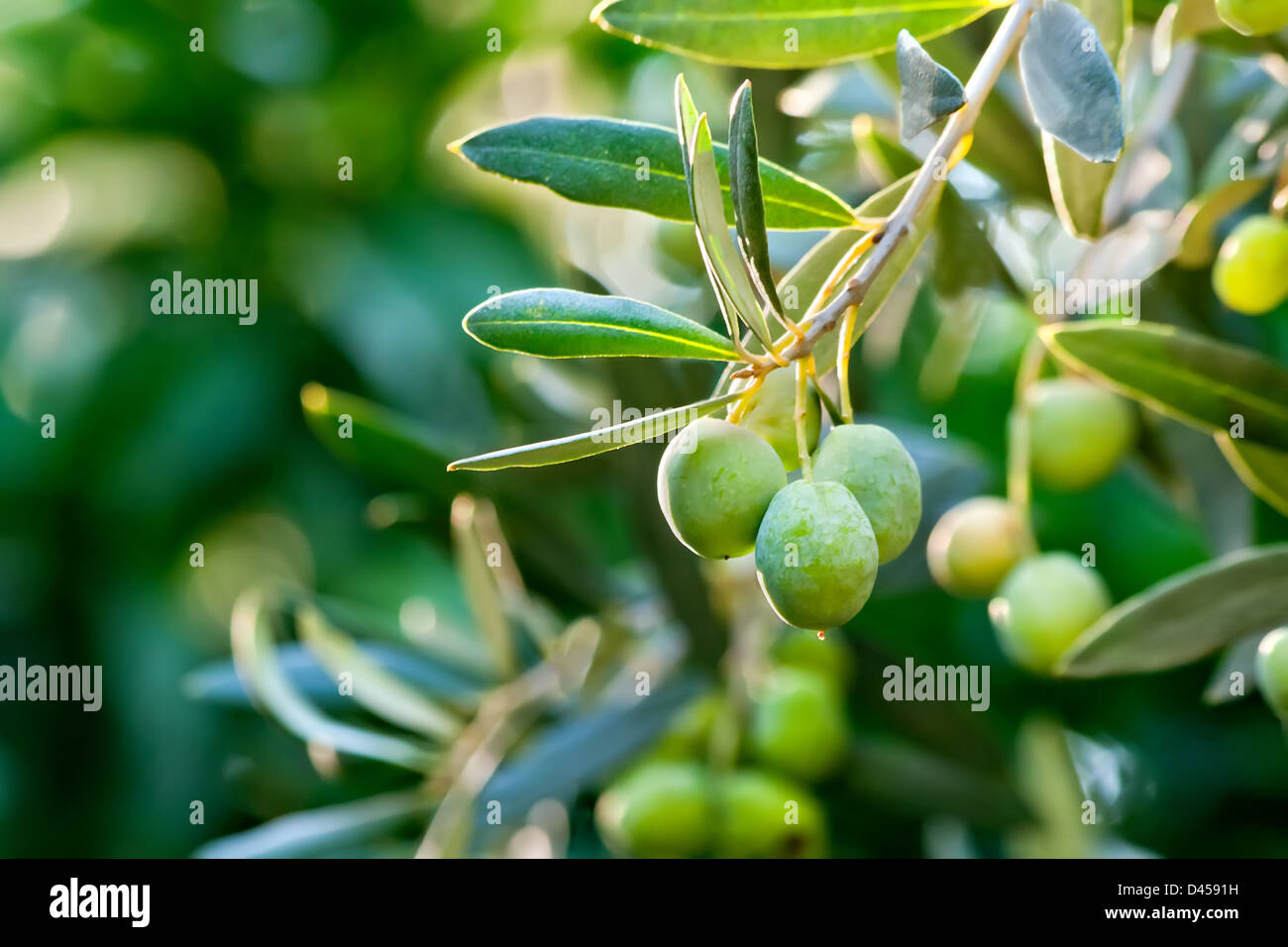 Olive olea europaea garden hi-res stock photography and images - Alamy