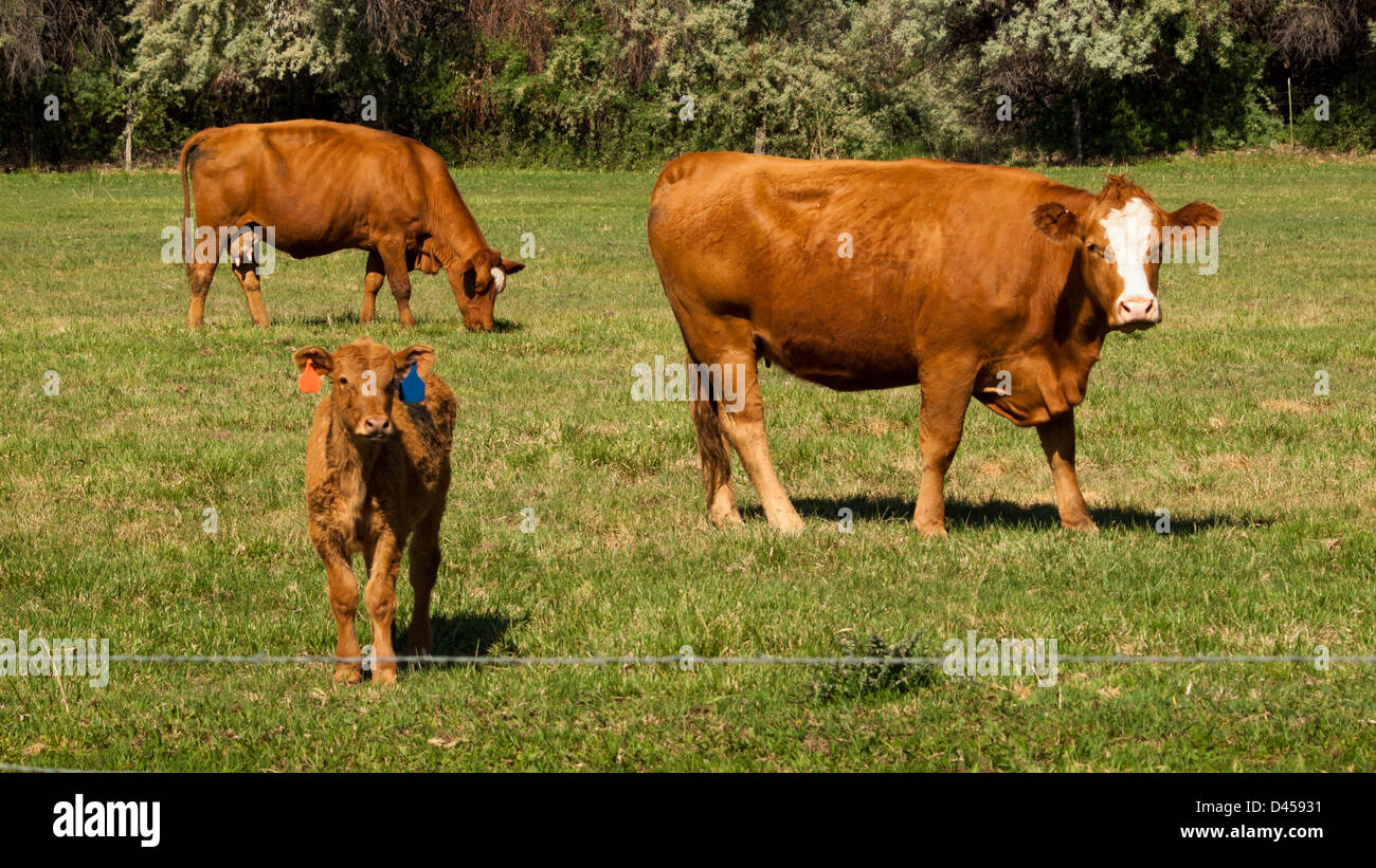 Orange cow grazing in green pasture Stock Photo - Alamy