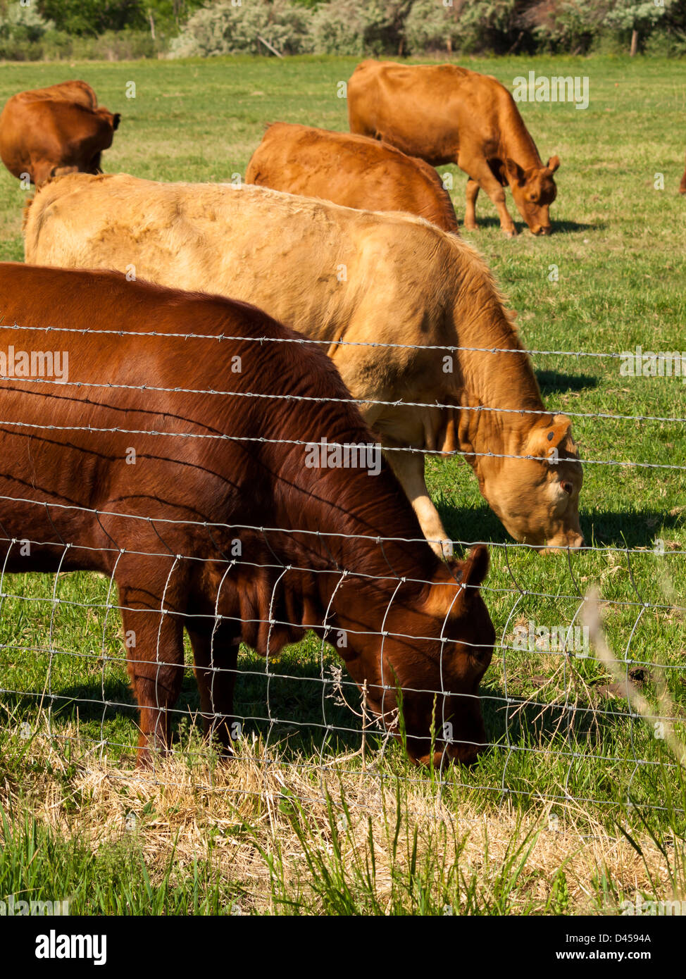 Orange cow grazing in green pasture Stock Photo - Alamy