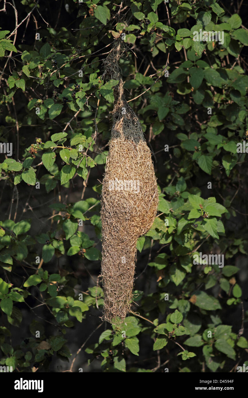 Baya Weaver Bird, Ploceus Philippinus Nest, India Stock Photo - Alamy