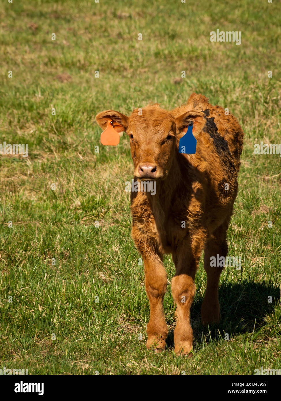 Orange cow grazing in green pasture Stock Photo - Alamy