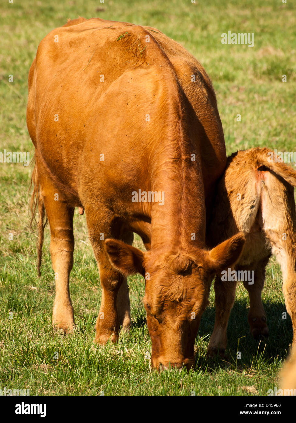 Orange cow grazing in green pasture Stock Photo - Alamy