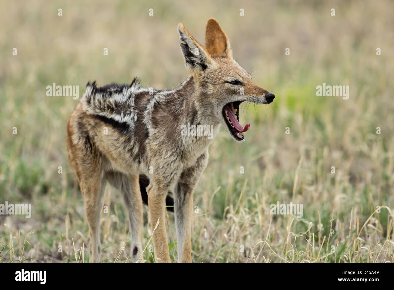 Black Backed Jackal Yawning Stock Photo - Alamy