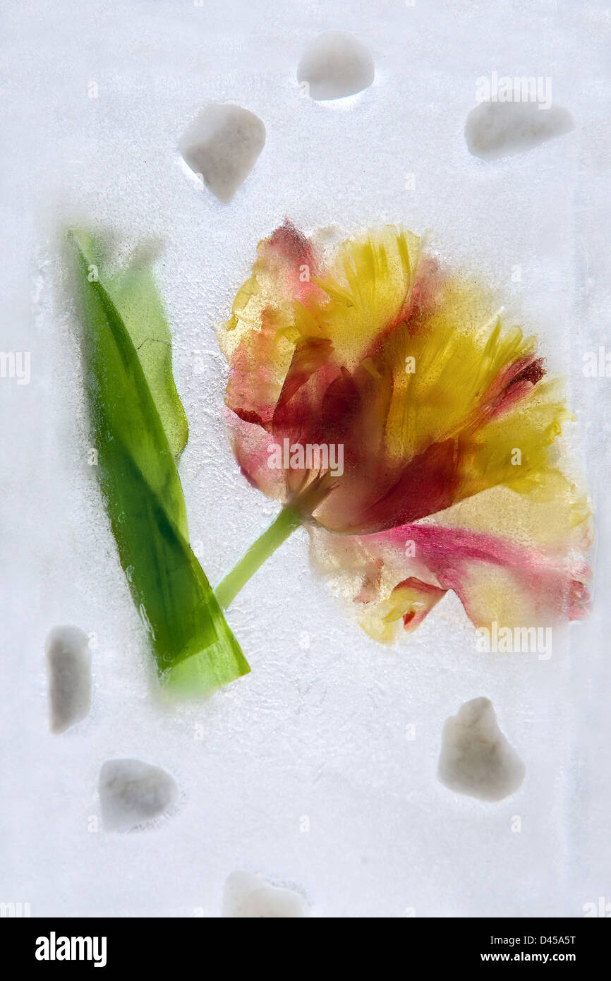 Frozen beautiful tulip flower. blossoms in the ice cube Stock Photo - Alamy