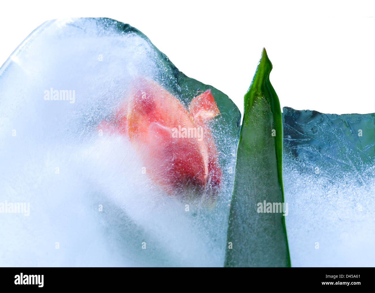 Frozen beautiful tulip flower. blossoms in the ice cube Stock Photo - Alamy