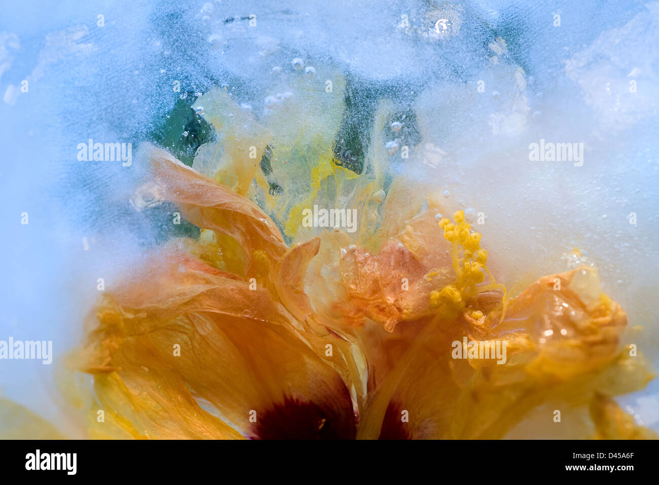 Frozen beautiful hibiscus flower. blossoms in the ice cube Stock Photo ...