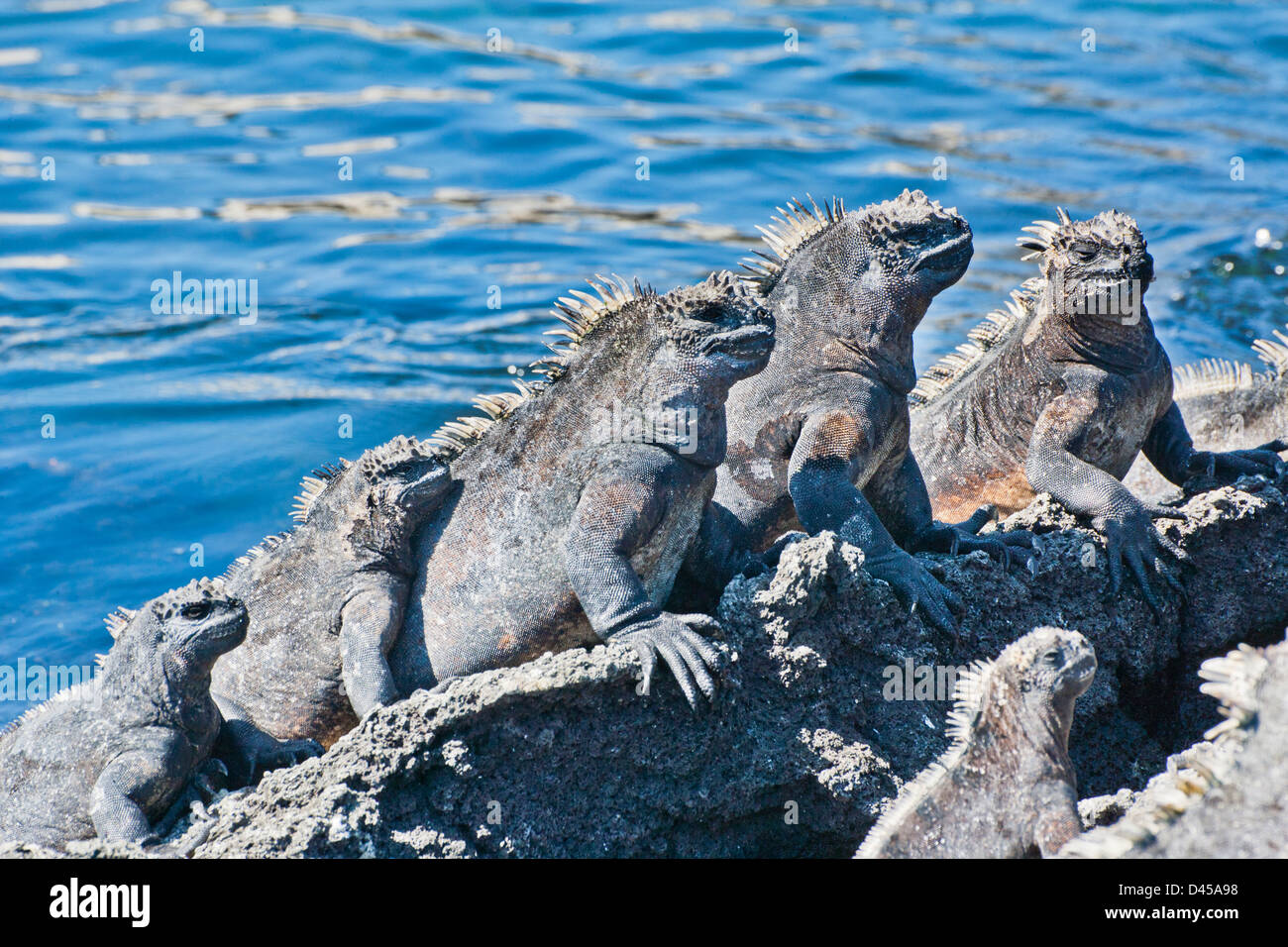 Ecuador, Galápagos Islands, Isla Fernandina, Punta Espinoza, Marine ...