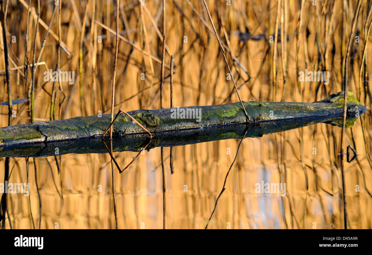 Water logged log or tree branch with moss laying in a still pond or ...