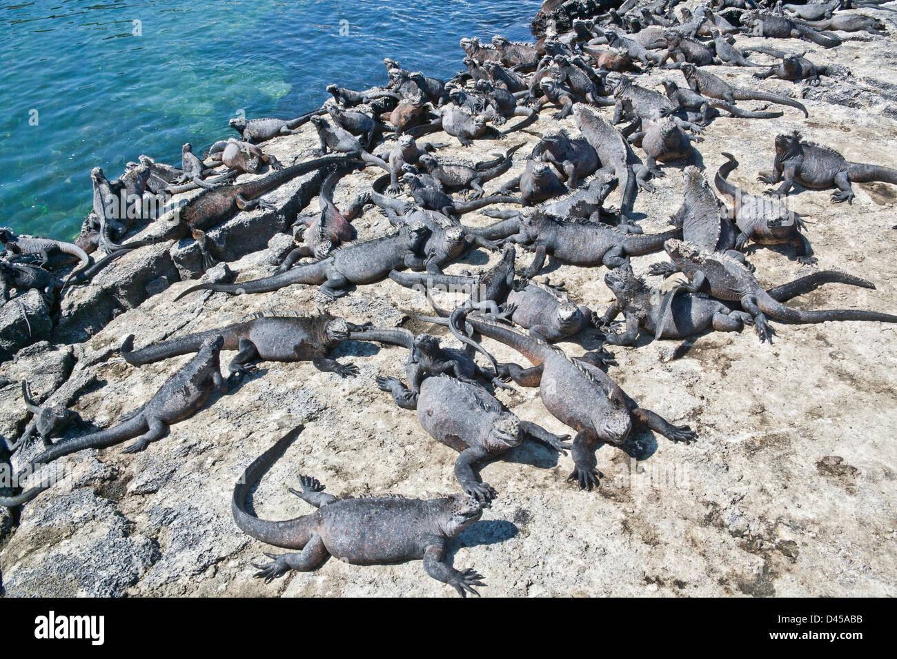 Ecuador, Galápagos Islands, Isla Fernandina, Punta Espinoza, Marine ...