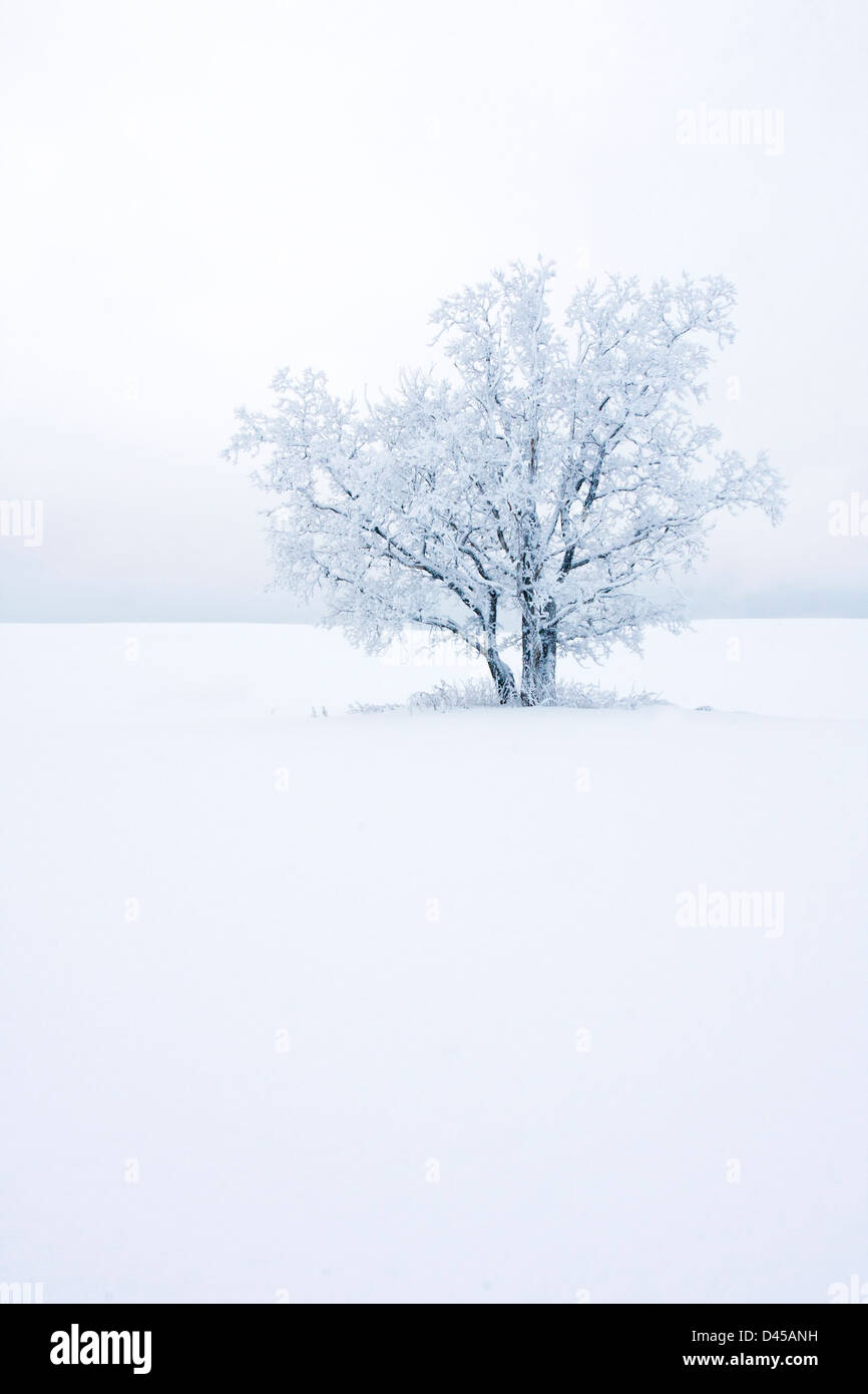Snow falling with single tree hi-res stock photography and images - Alamy