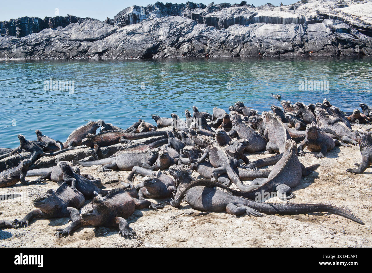 Ecuador, Galápagos Islands, Isla Fernandina, Punta Espinoza, Marine ...