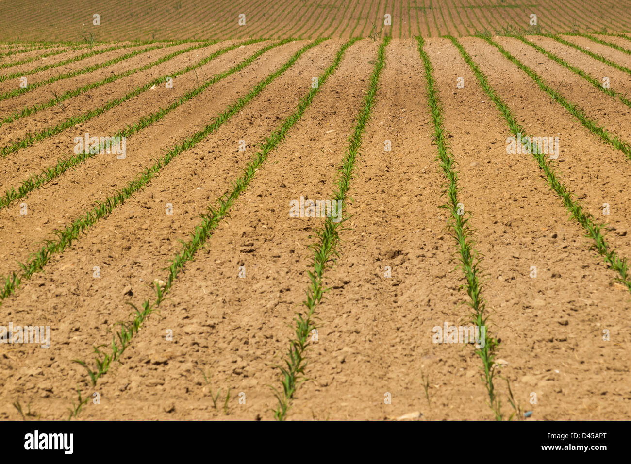 Fresh farm field with new greens in the row Stock Photo - Alamy