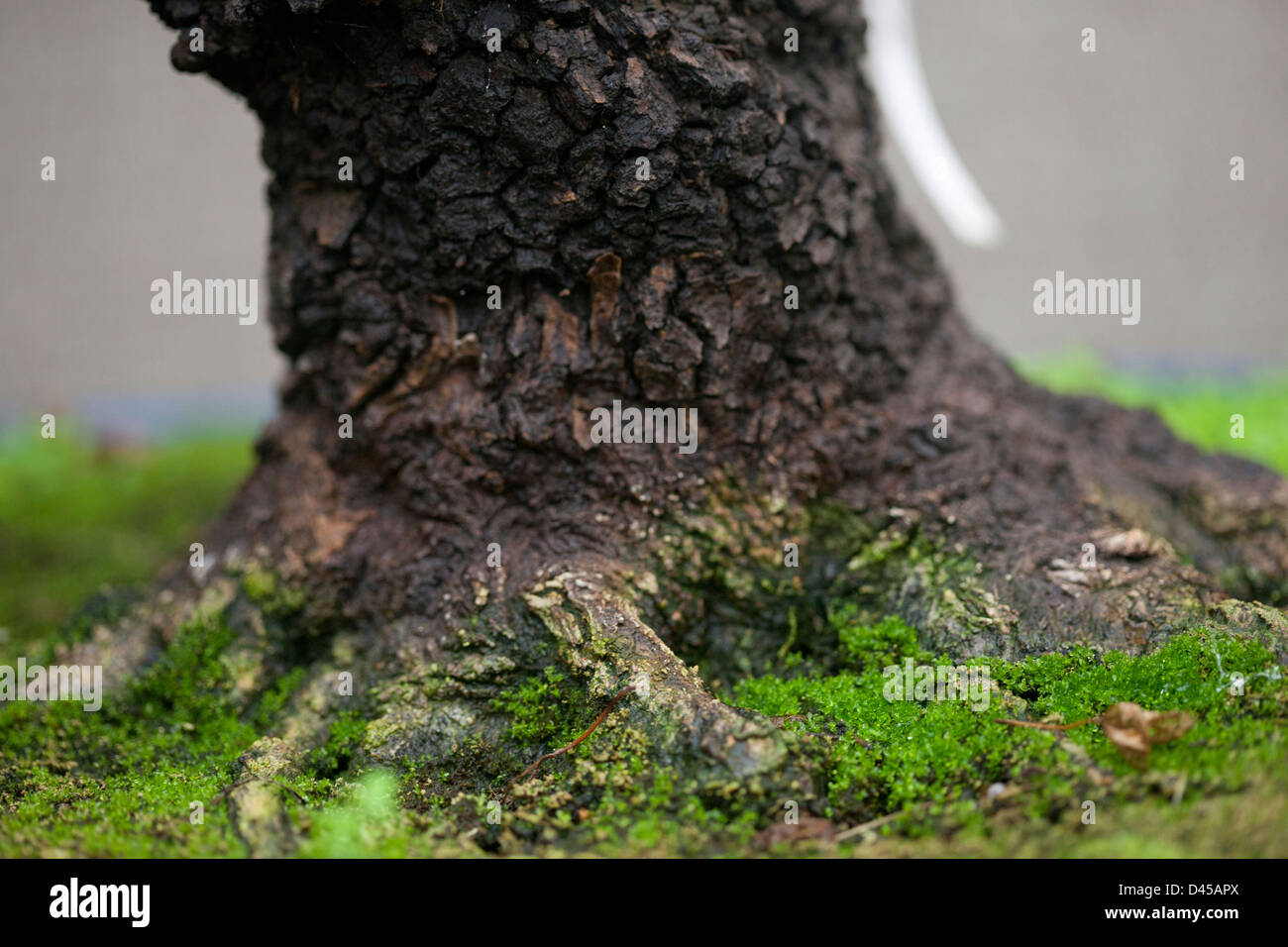 trunk and leaf Stock Photo - Alamy