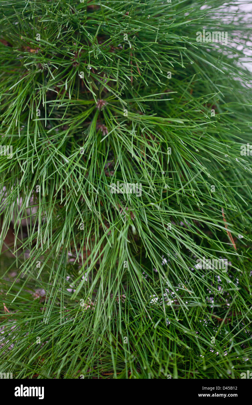 trunk and leaf Stock Photo - Alamy