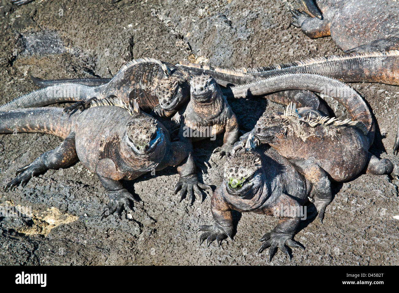 Ecuador, Galápagos Islands, Isla Fernandina, Punta Espinoza, Marine ...