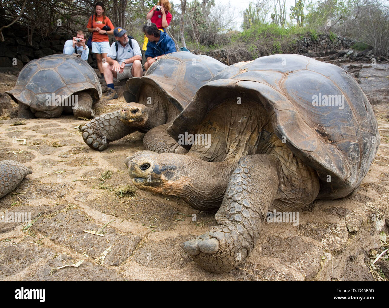 Ecuador, Galápagos Islands, Isla Santa Cruz, Charles Darwin Research ...
