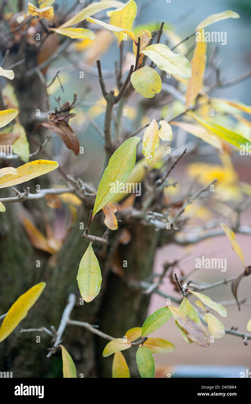 trunk and leaf Stock Photo - Alamy