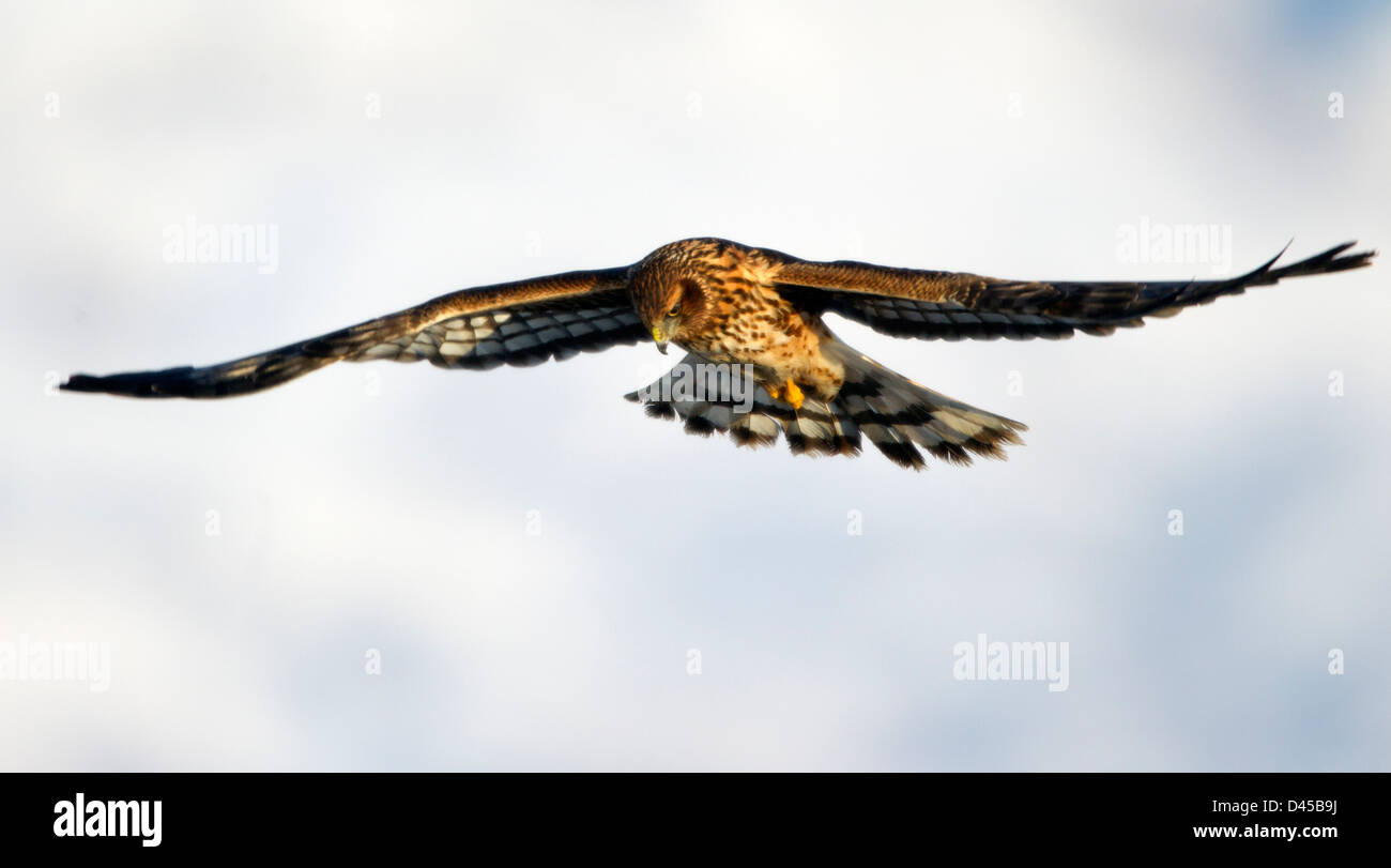 Hen hawks hi-res stock photography and images - Alamy