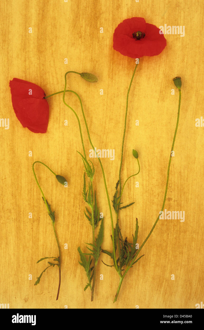 Two open flowerheads of Common poppy or Papaver rhoeas lying with ...