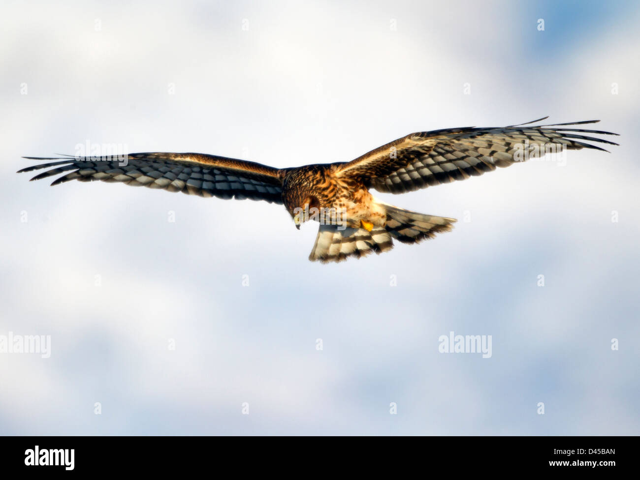 Hen hawks hi-res stock photography and images - Alamy