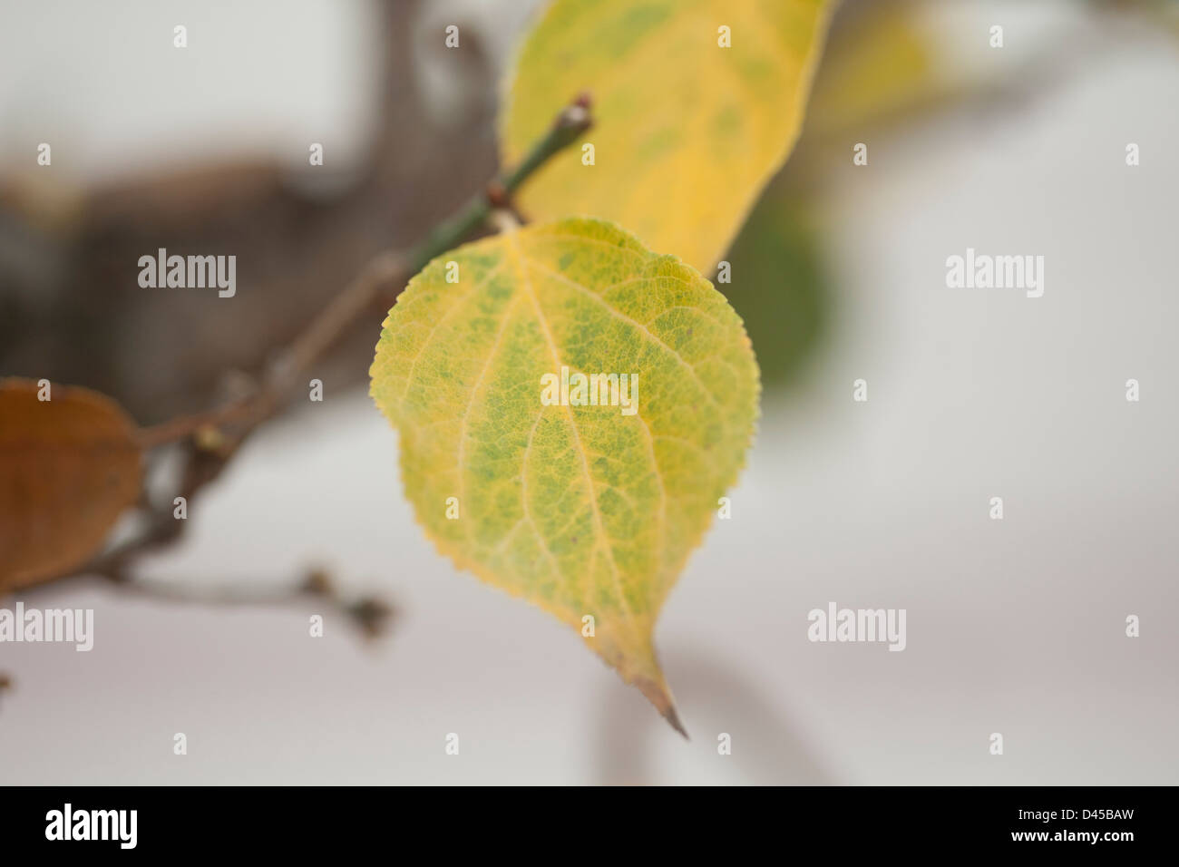 trunk and leaf Stock Photo - Alamy