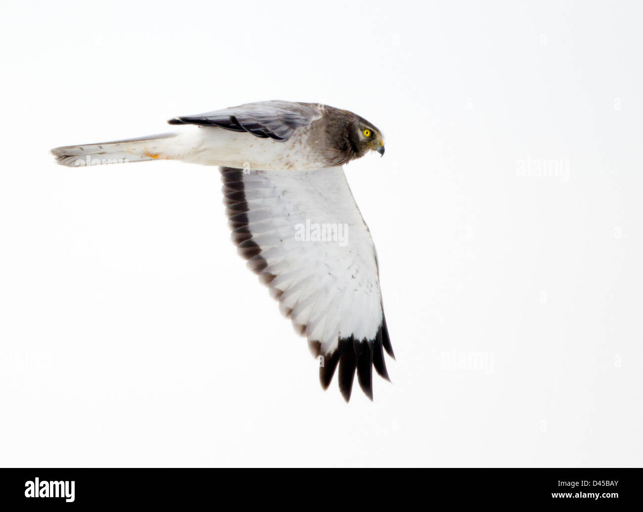 Northern harrier male hi-res stock photography and images - Alamy