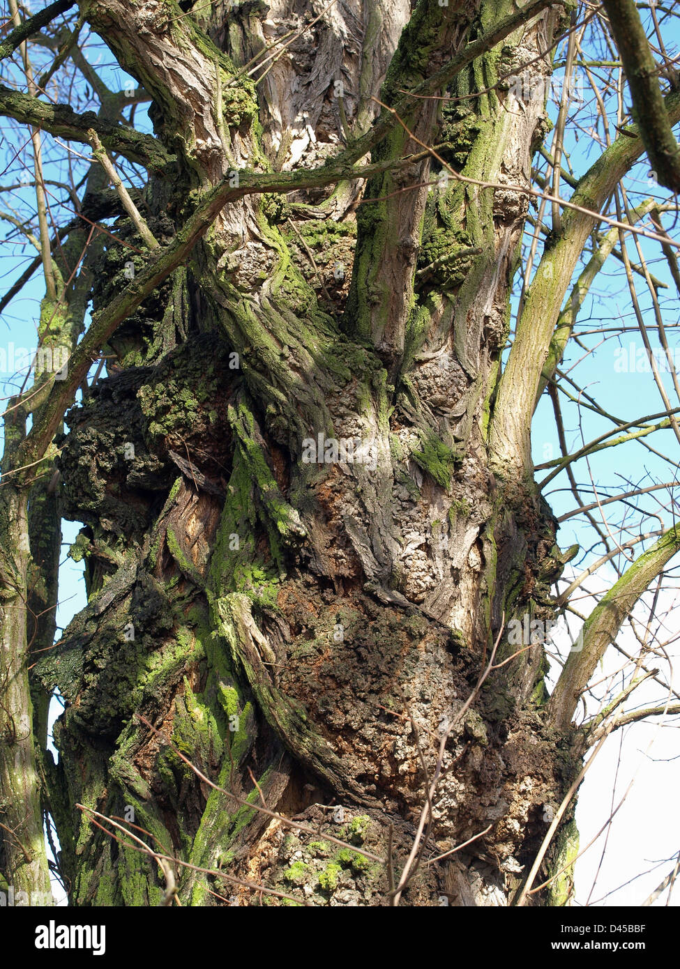 Black locust tree hi-res stock photography and images - Alamy