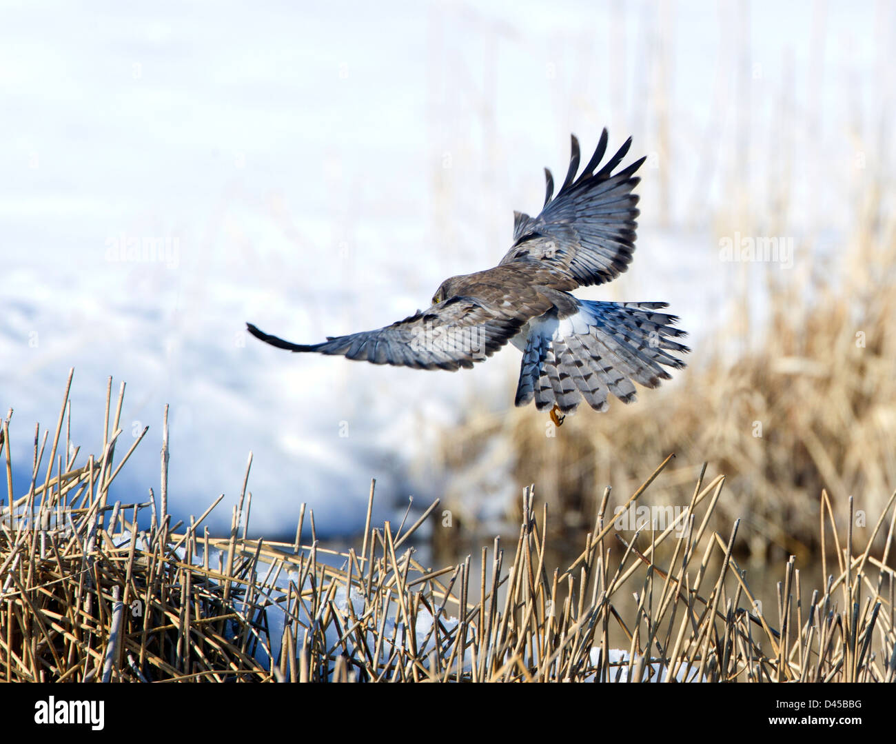 Northern harrier male hi-res stock photography and images - Alamy