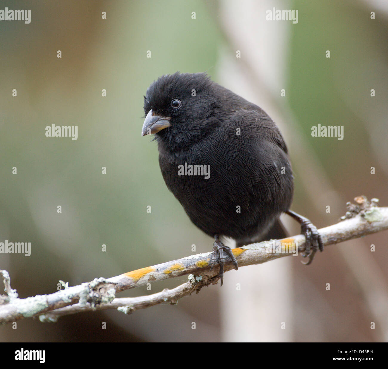Galapagos finches darwin hi-res stock photography and images - Alamy