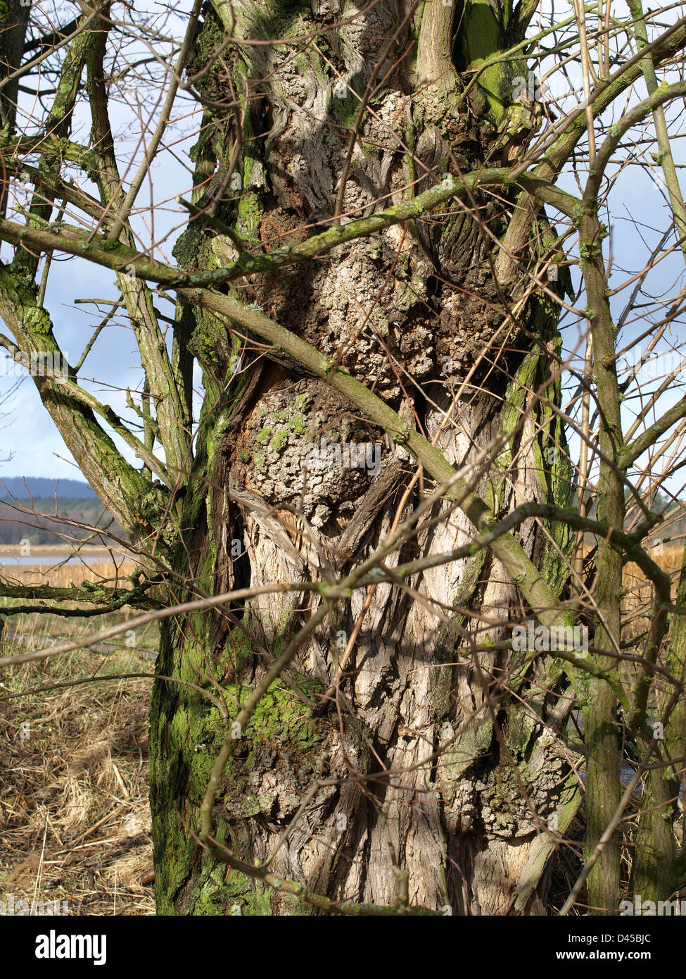 Robinia pseudoacacia robinie hi-res stock photography and images - Alamy