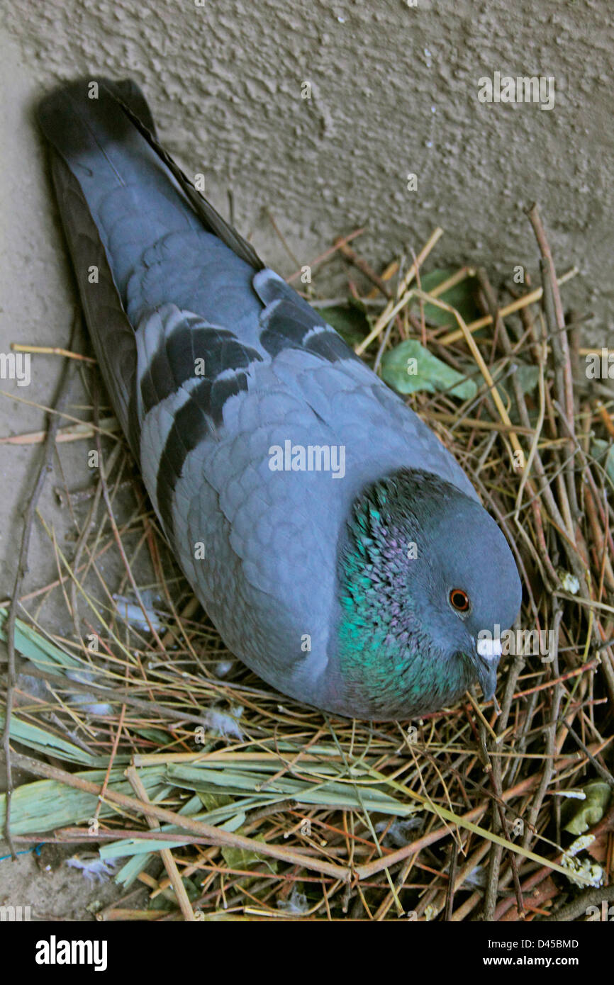 Rock Dove, Columba livia, India Stock Photo - Alamy